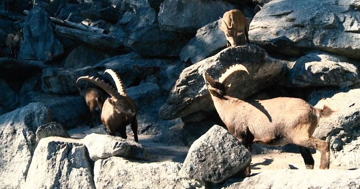 Alpenzoo Innsbruck | Freizeit Tirol