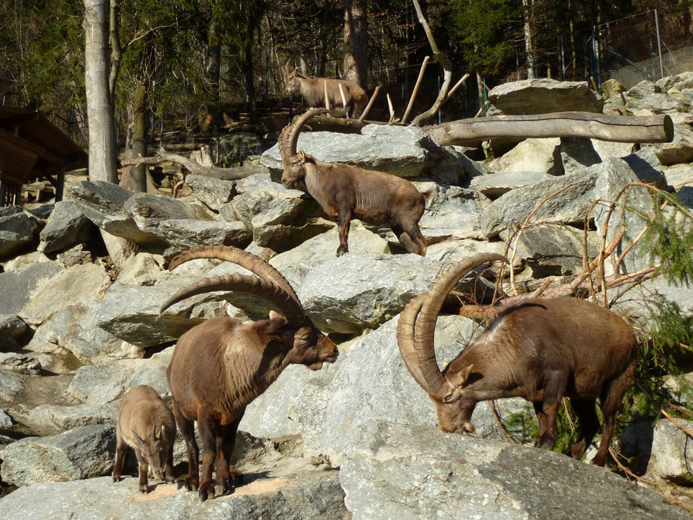 Alpenzoo Innsbruck | Freizeit Tirol